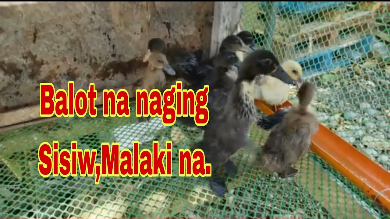 Kuya Cu Vlogs is going live!Malaki na ang sisiw ng Balot na napisa ...