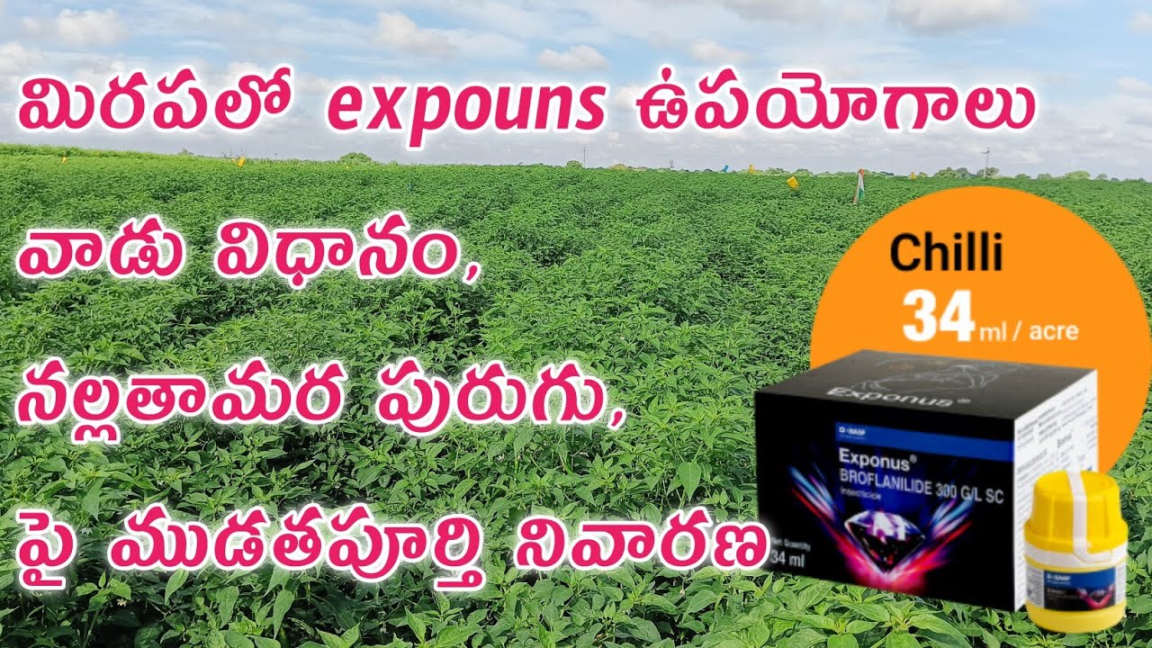 BASF Exponus | Exponus Basf insecticide | basf exponus insecticide uses ...