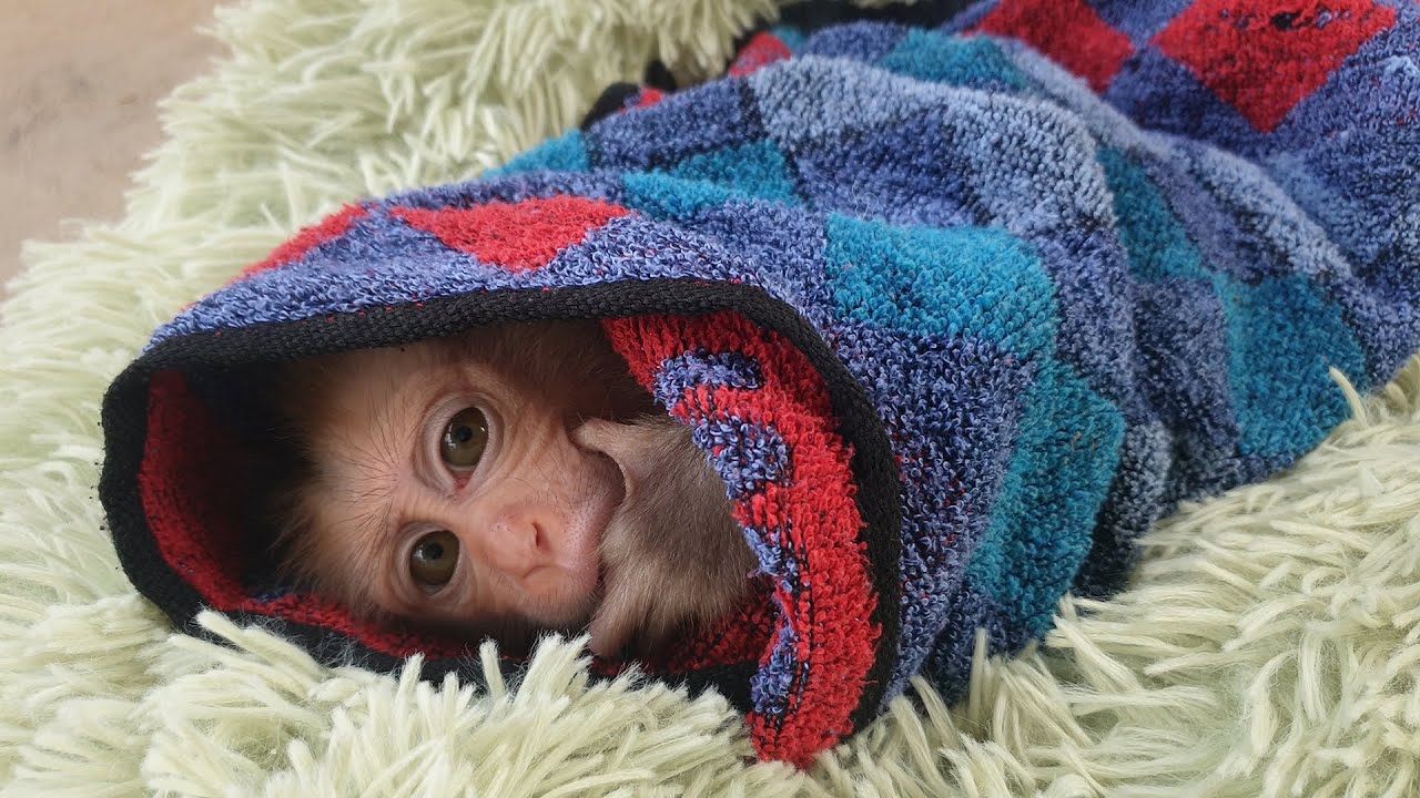 Baby monkey Rosse is happy when her mother takes good care of her ...