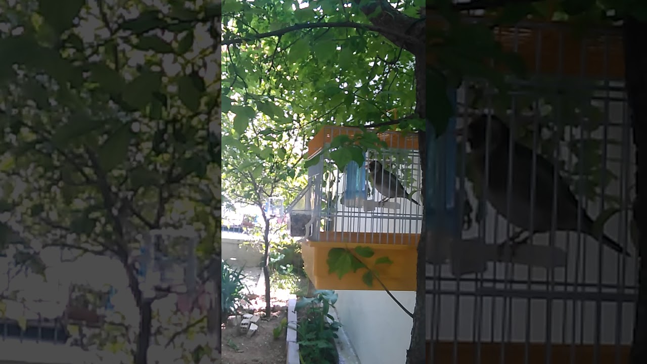 Καρδερινα Ελληνικη "Σαντορινης" - YouTube