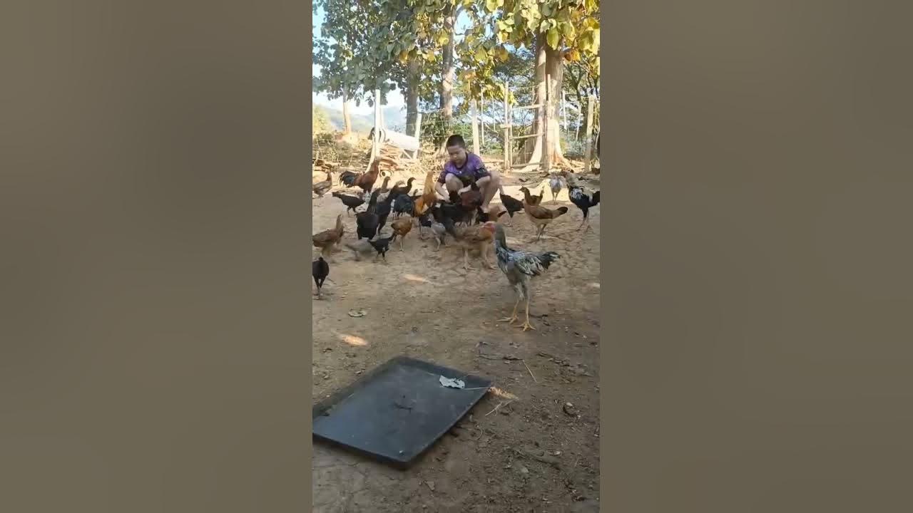 #วิถีชาวบ้านชนบทเลี้ยงไก่ #tuaj pub qaib - YouTube