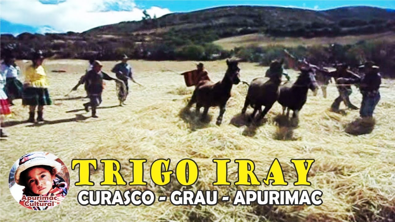 🎬TRIGO IRAY 🐎Costumbre del TRILLADO de TRIGO con CABALLOS 👌en Curasco ...