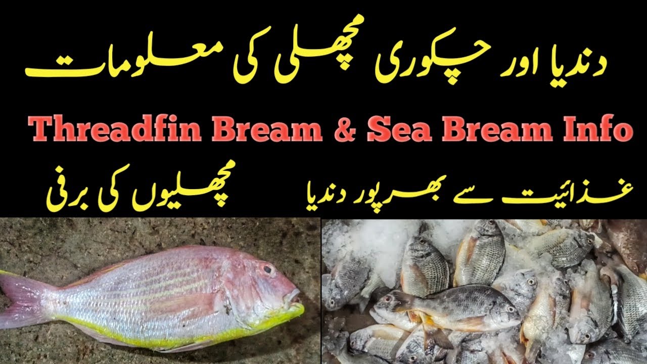 Sea Bream & Threadfin Bream Info | دندیا اور چکوری مچھلی کی نعلومات ...