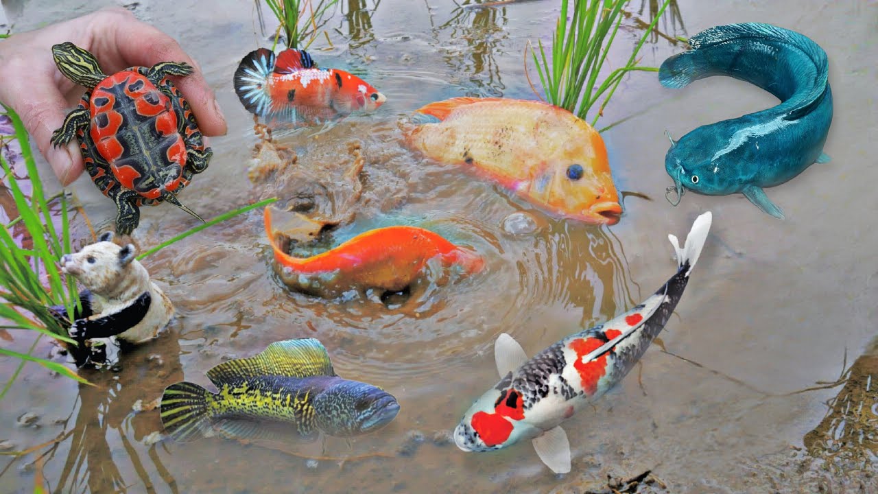 Catching Duck in the Pond Meet Purple Rat, Playful Crocodile, Bird Fish ...