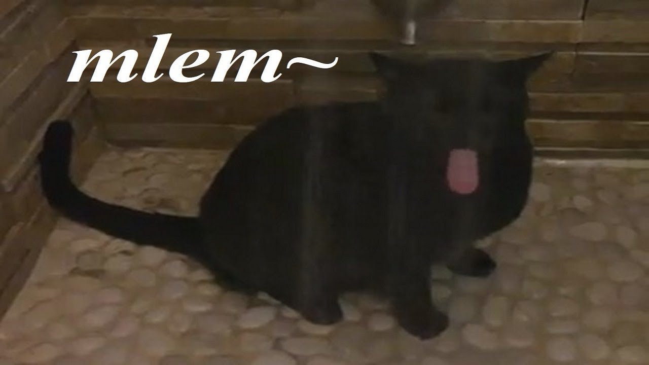 Yoshi Mlem Cat - YouTube
