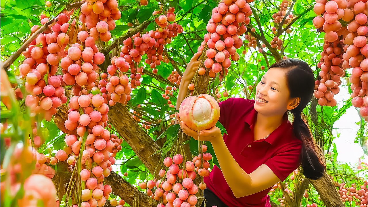 Harvest Giant Rare Pink-Gold Burmese Grapes in Deep Jungle | Making Jam ...