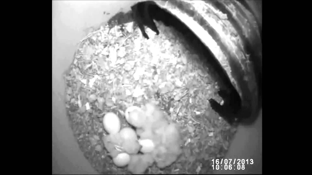 Dara and Digger - 6 young Burrowing Owls hatched! (MBORP) - YouTube