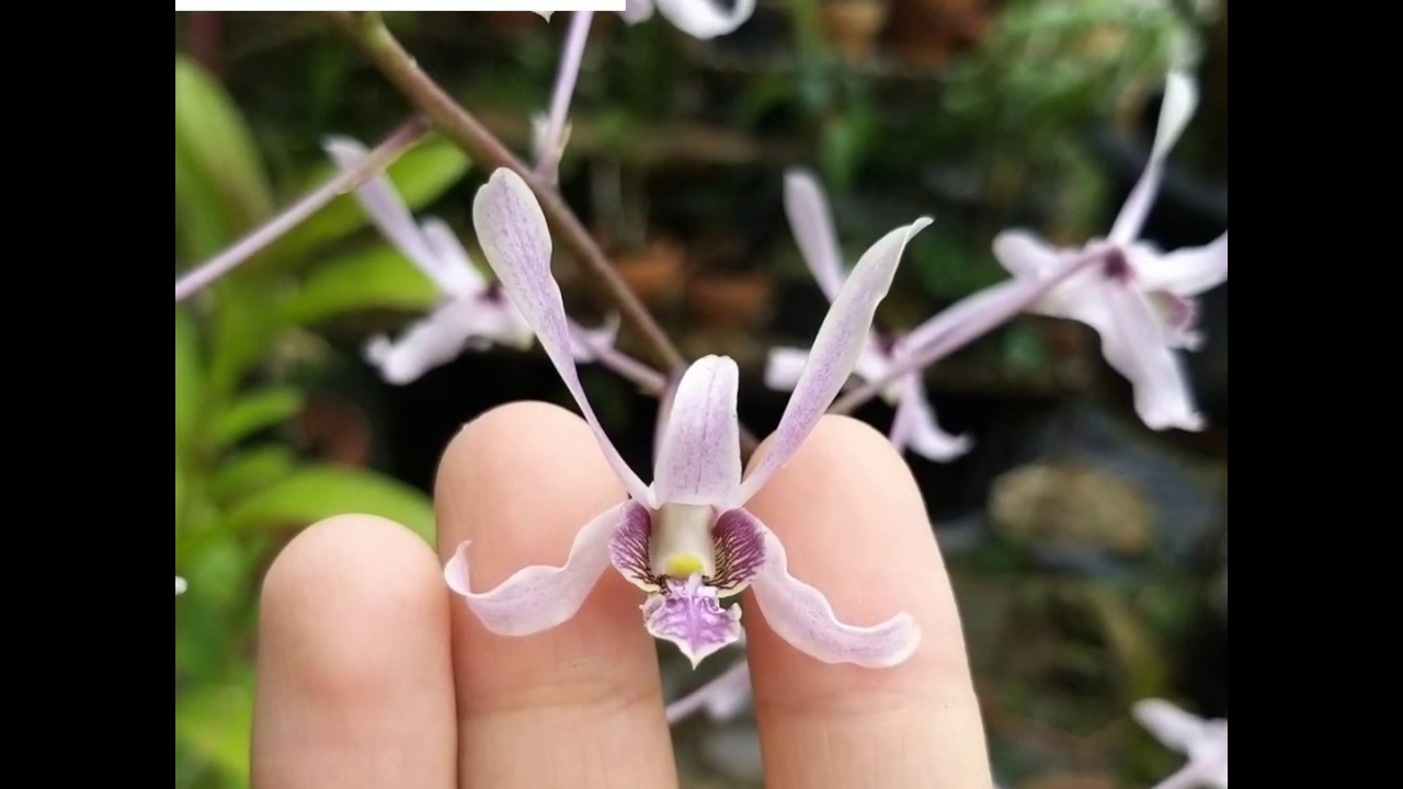 Dendrobium Lineale Blue #pesona spesies indonesia - YouTube