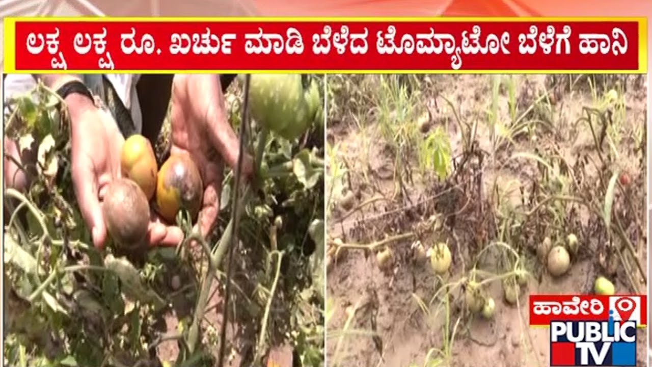 Tomato Grown In Devagiri Village In Haveri Damaged Due To Heavy Rain ...