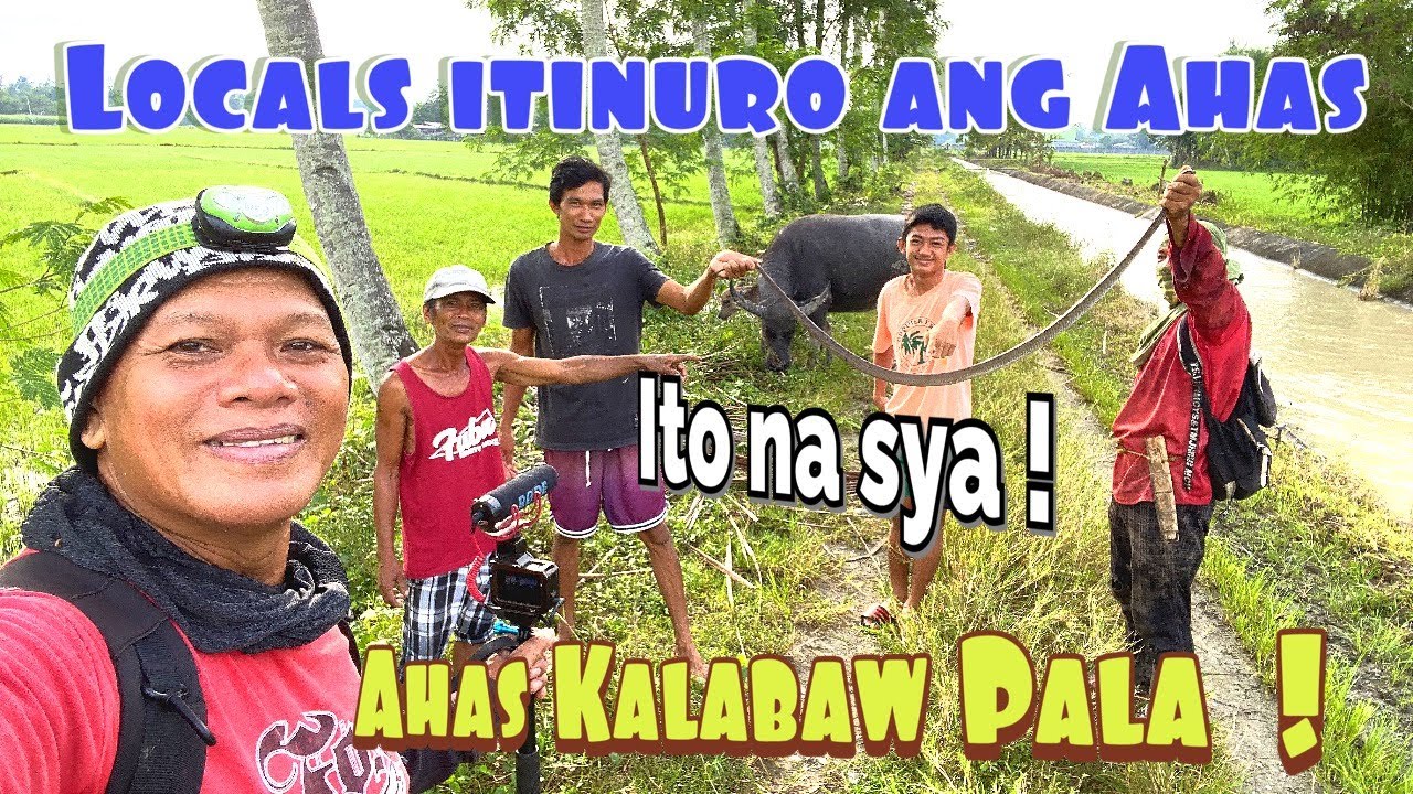 AHAS KALABAW KUNG TAWAGIN SA LUZON, ANG NAHULI NAMIN, ANG HABA NYA,# ...