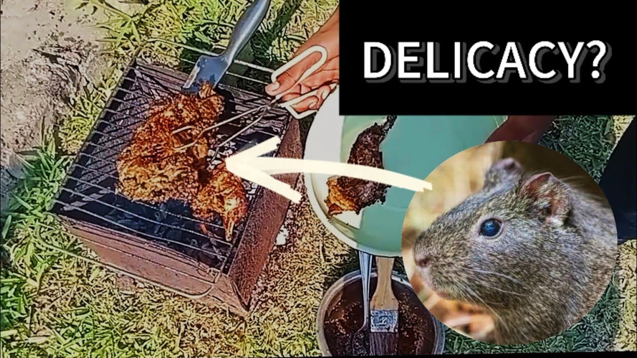 A RODENT OR OTTER Barbecue? - YouTube