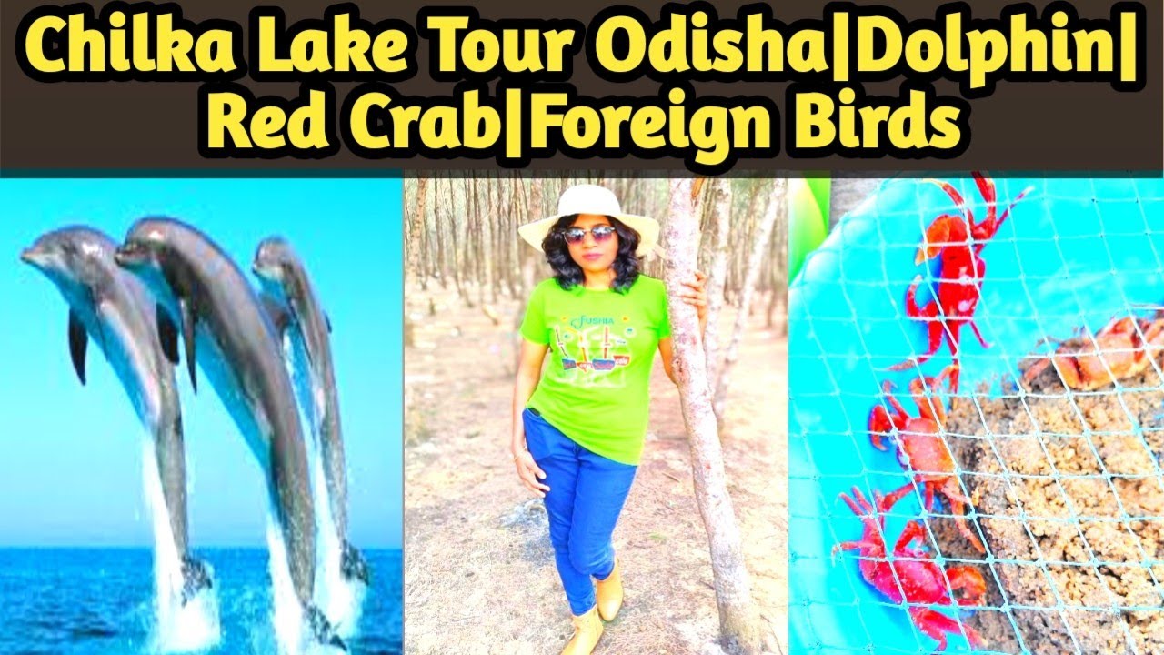 Chilka Lake Tour Odisha|Chilka Lake Dolphin Tour|Puri to Chilka by Car ...