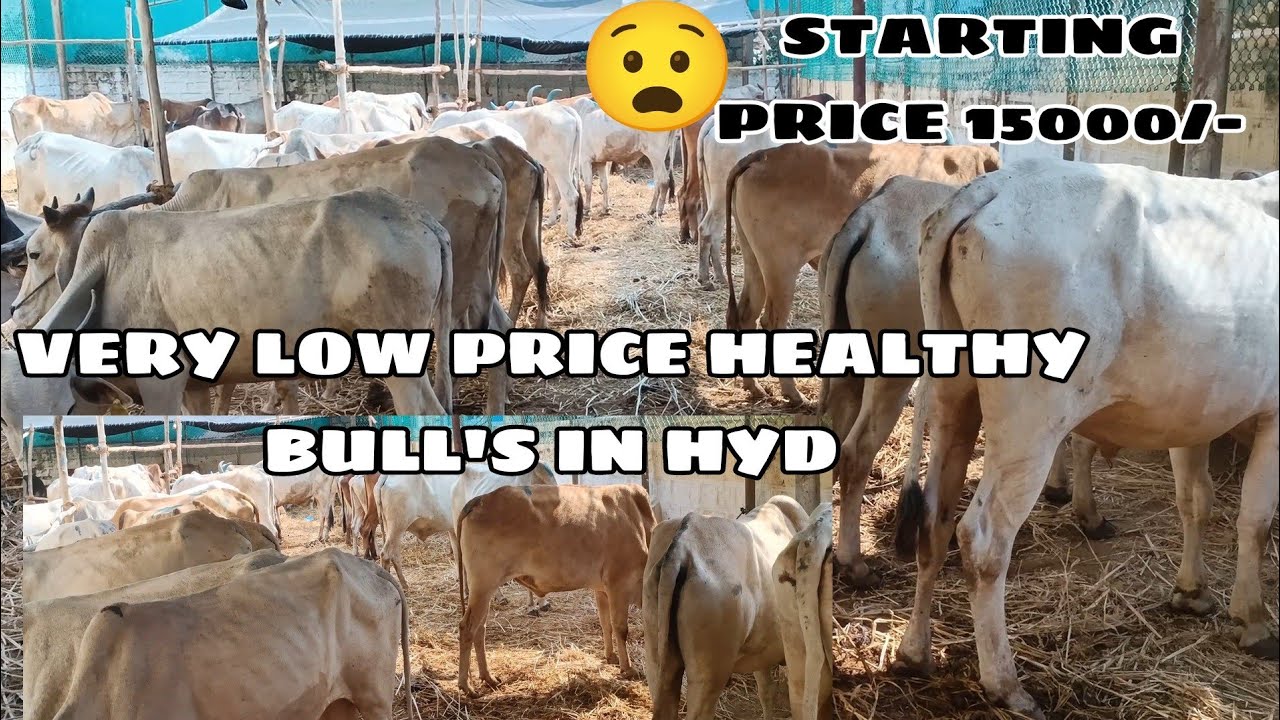#9160503792 | VERY LOW PRICE HEALTHY BULL'S IN HYD @a1goatsheep833 ...