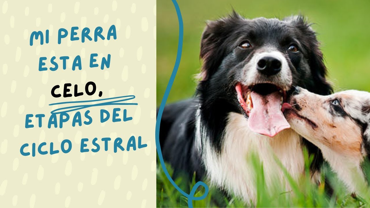 MI PERRA ESTA EN CELO!! ¿Cómo identificar en que etapa se encuentra ...