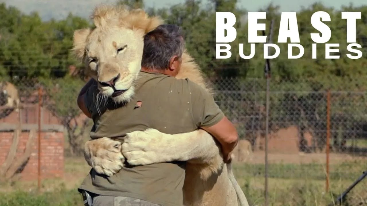 My Best Friend Is A 250kg Lion | BEAST BUDDIES - YouTube