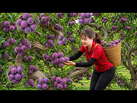Harvesting 1000+ Purple Peaches Go To Market Sell | Sold Out The Fastest At The Market
