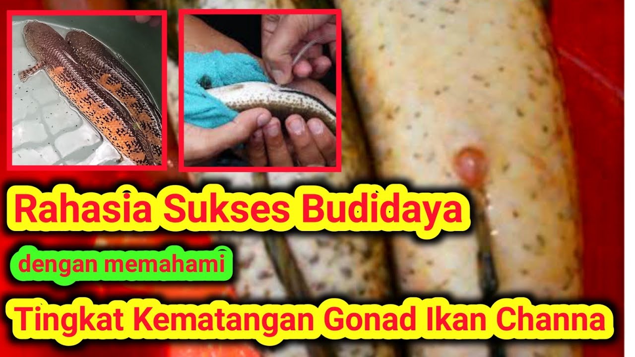 Tingkat Kematangan Gonad Ikan Channa #channa #breeding #TKG - YouTube