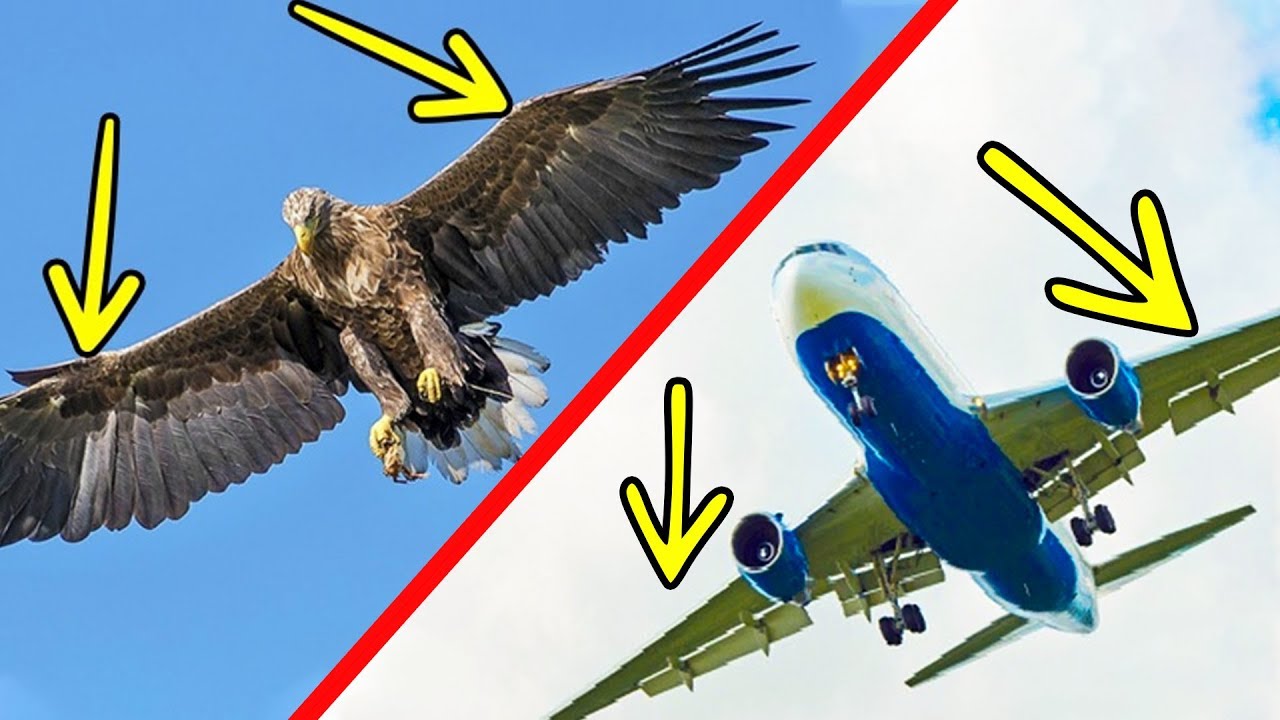 11 Awesome Technologies Inspired By Animals YouTube 11-awesome-technologies-inspired-by-animals-youtube