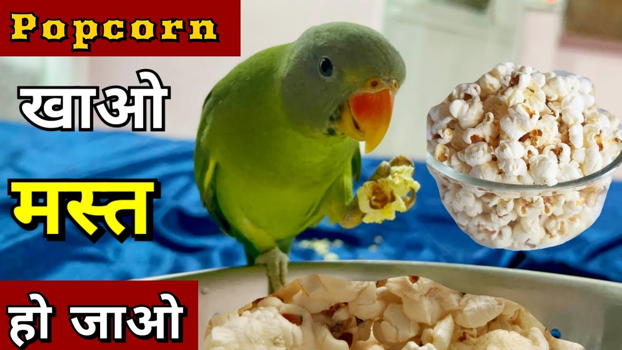 POPCORN खाओ मस्त हो जाओ || PARROT Enjoying POPCORN 🍿 || DPA Explorer ...