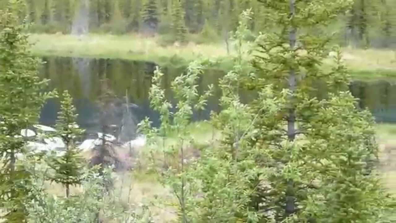 Grizzly Chases Moose - YouTube