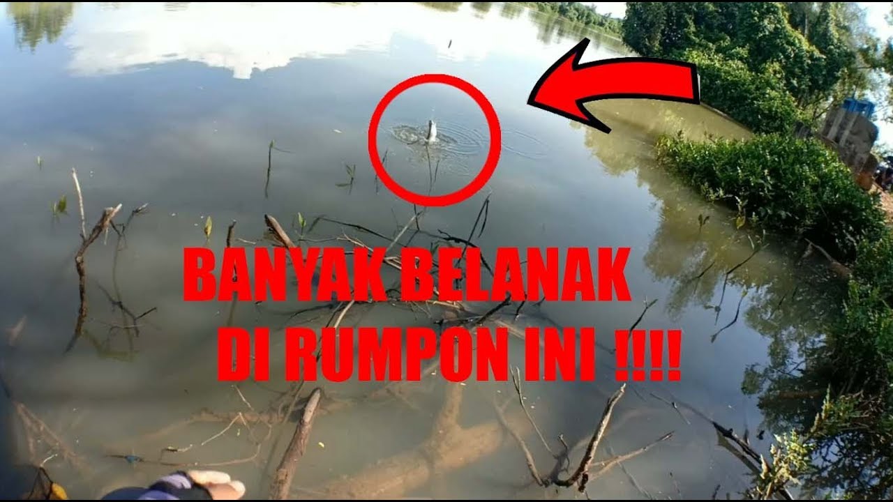 Ternyata Dibawah Kayu Ini Banyak Belanaknya !!! - Mancing Belanak ...