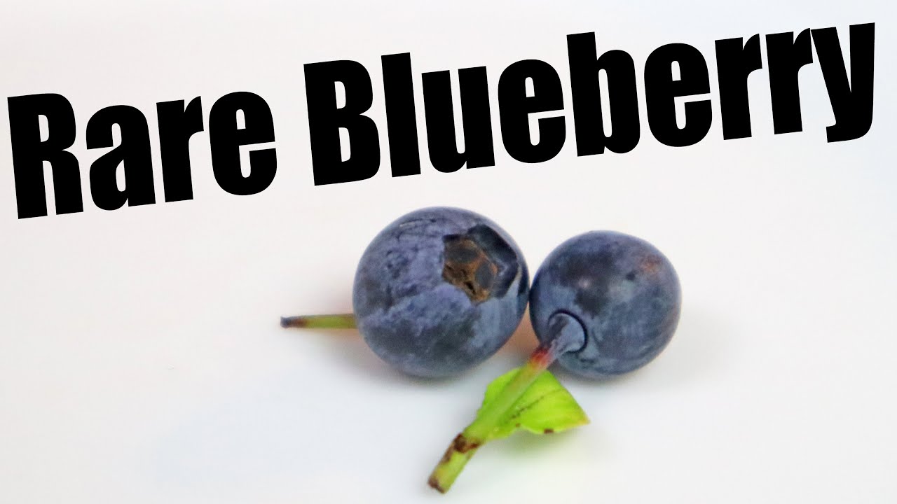 Madeiran Blueberry (Vaccinium padifolium) : Rare and Delicious! - Weird ...