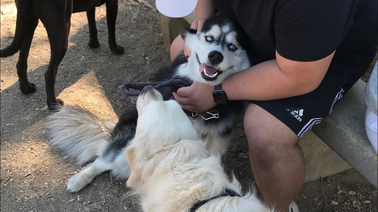 My Siberian Husky Razor Just Wants to be Petted at the Dog Park by ...