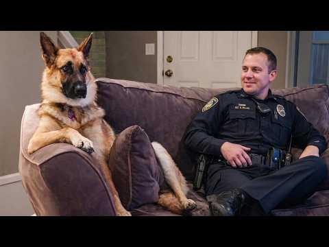 These Overdramatic Police Dogs Who Deserve an Oscar 😂 Funny German Shepherd Videos