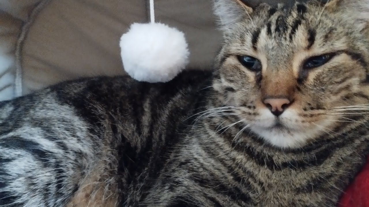 Boletim de sábado.O Zé não está bem.#cats#gateiras #gatos #gatitos # ...