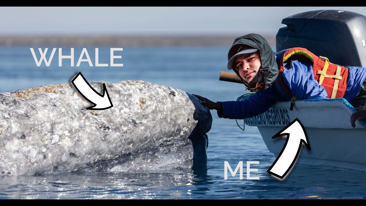 I PET A WHALE 🐋 - YouTube