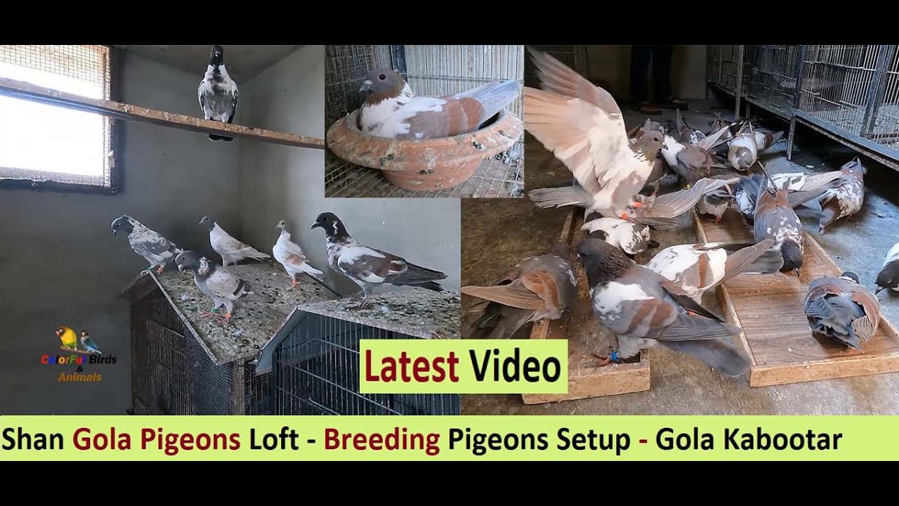 Shan Gola Pigeons Loft - Breeding Pigeons Setup - Gola Kabootar ...