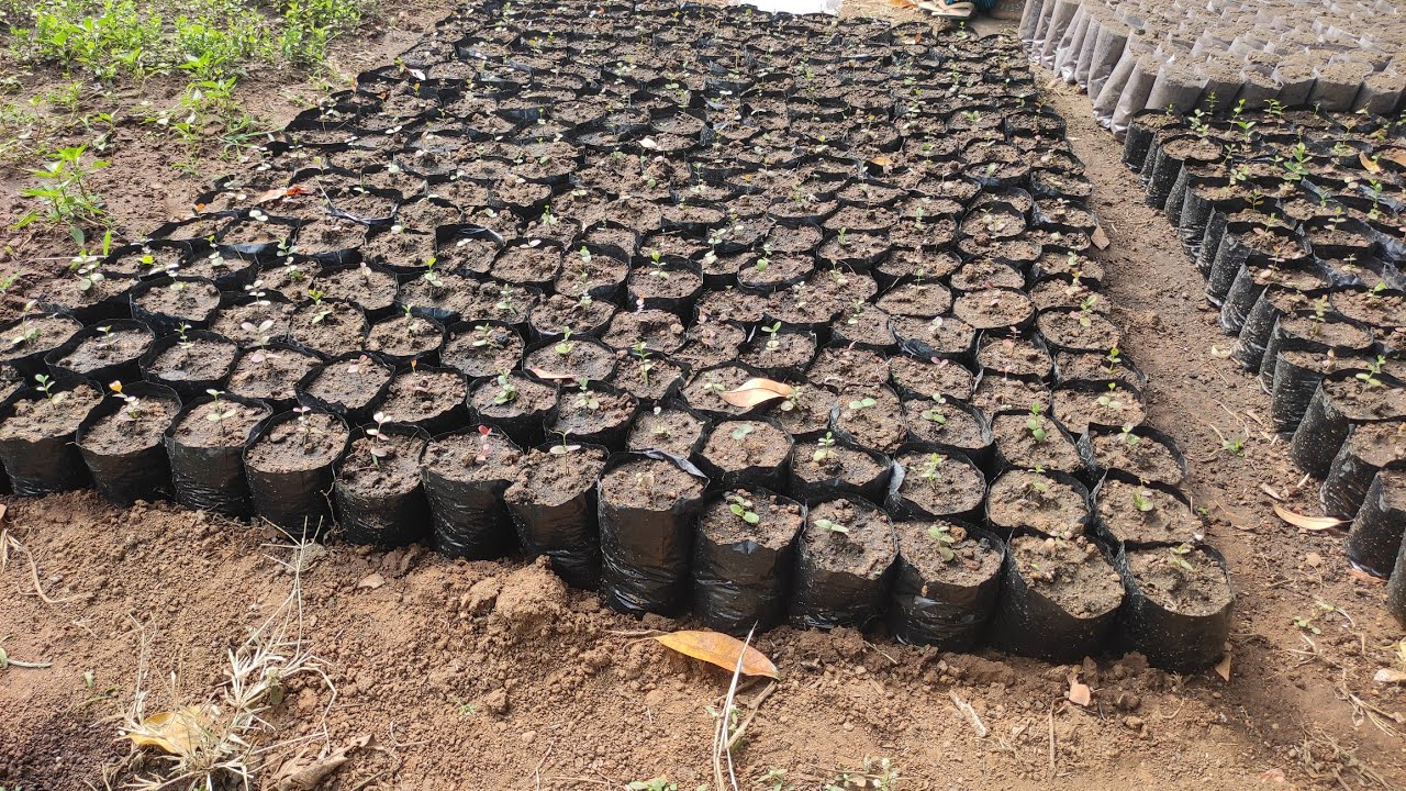 grow Karvand tree(Carissa carandas)from seeds/ बीज से करवंद का पेड़ ...