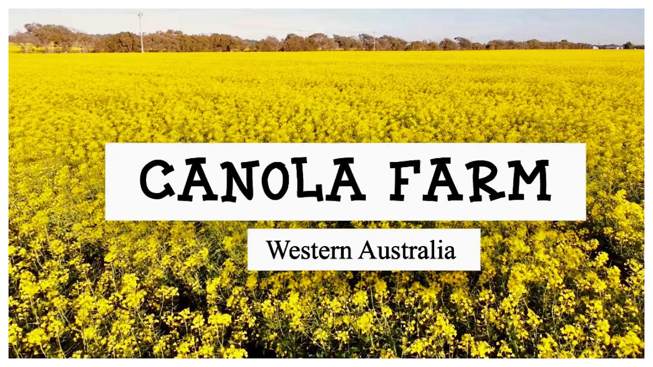 Canola Fields in Perth || Destination Wa(Spring 2021) - YouTube
