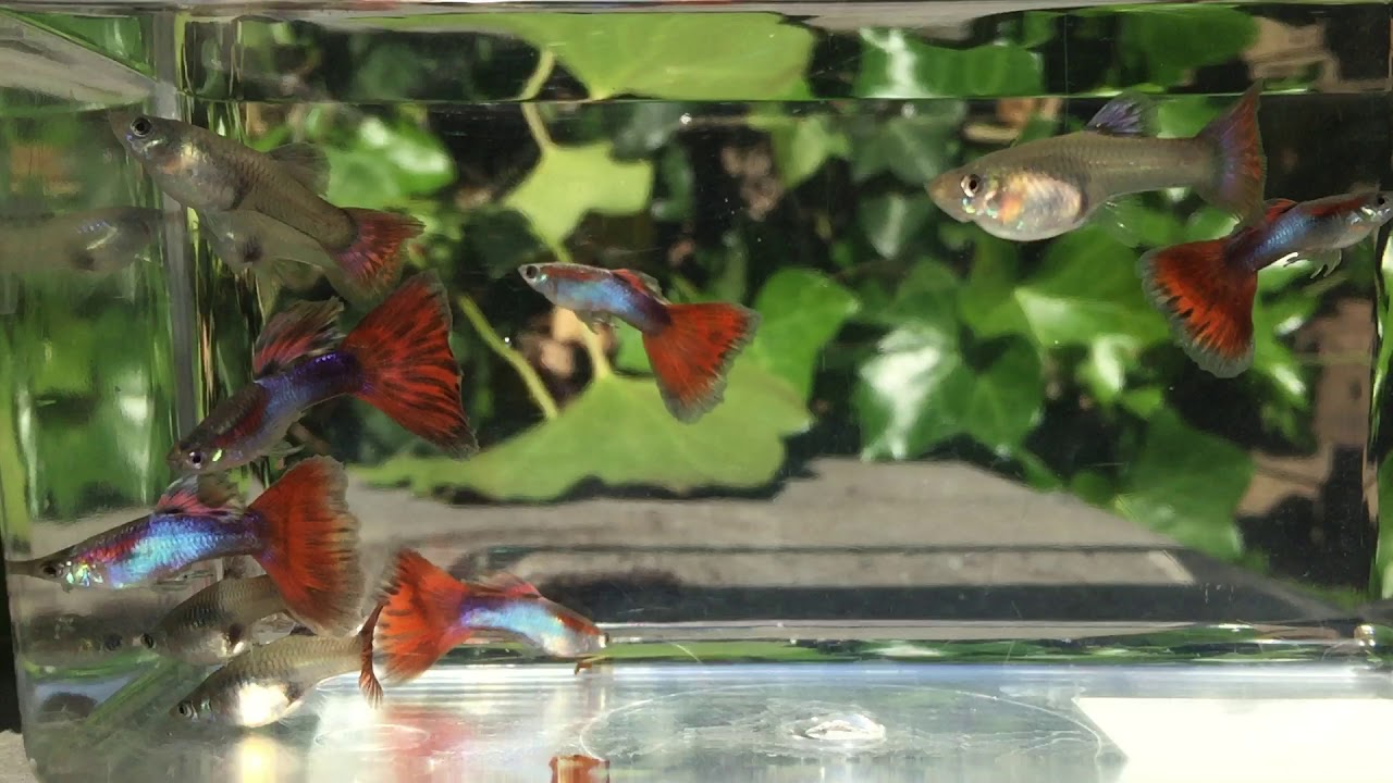 Japan Blue Red Tail (Young Fish) - YouTube