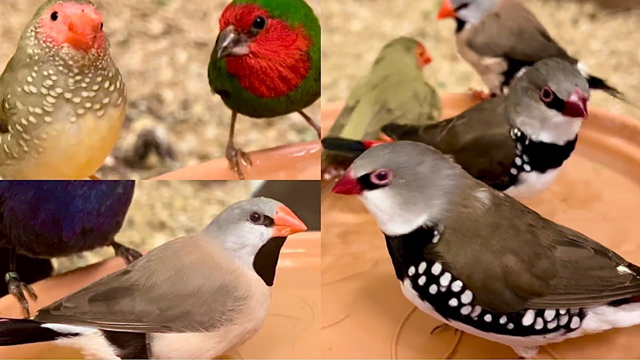 Finches | Aviary Birds | Indoor Finch Aviary | 4K - YouTube