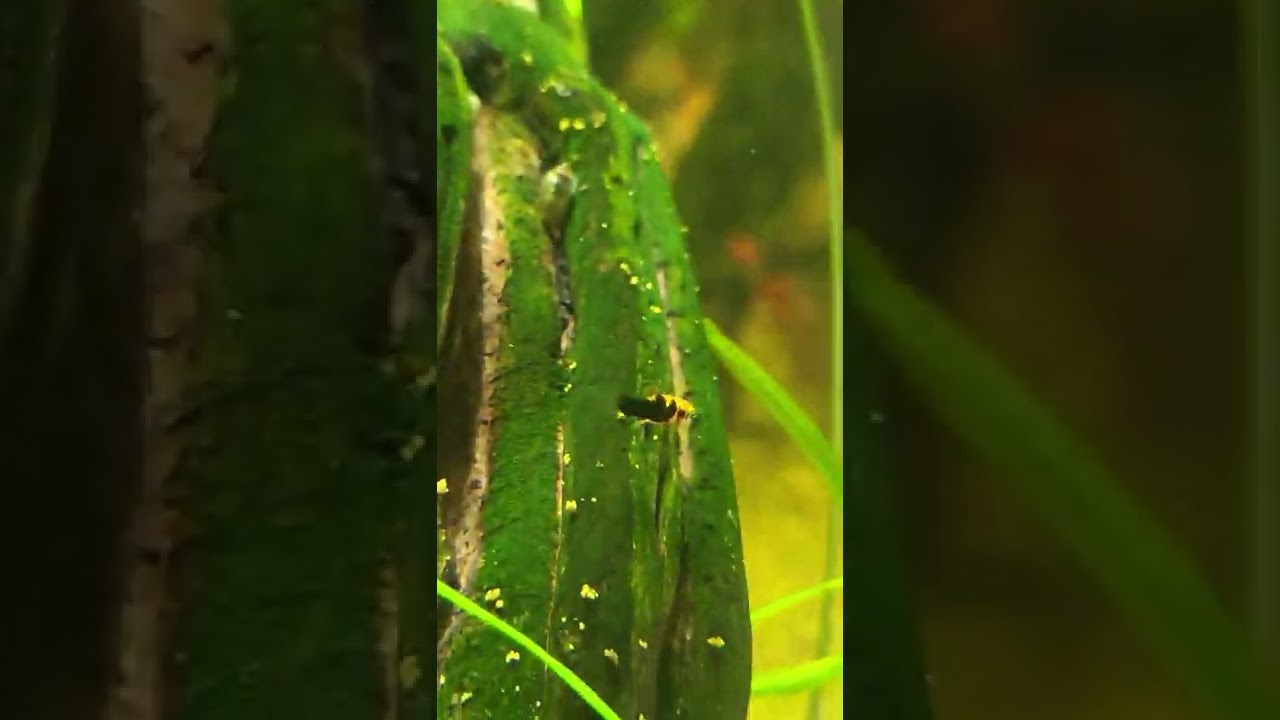 One Of My Baby Swordtail Fry In My Planted Fish Tank #fishtank # ...