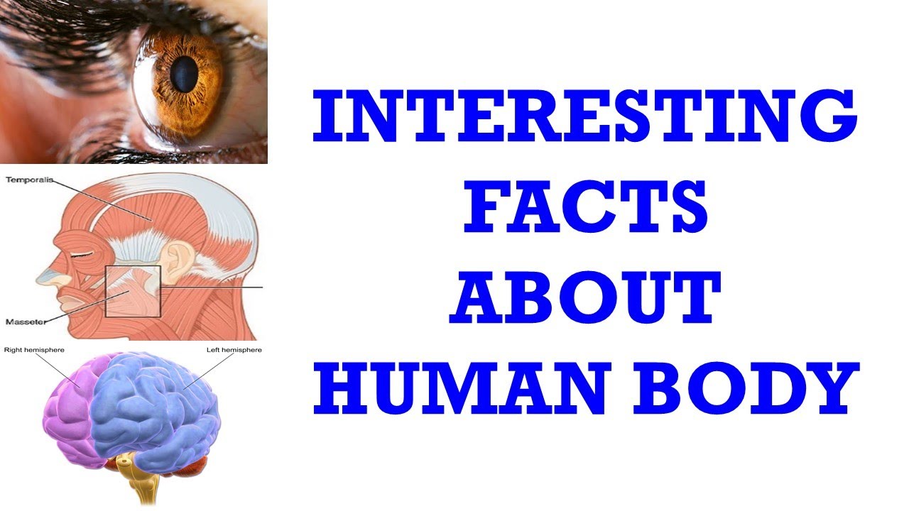Interesting facts about human body - YouTube