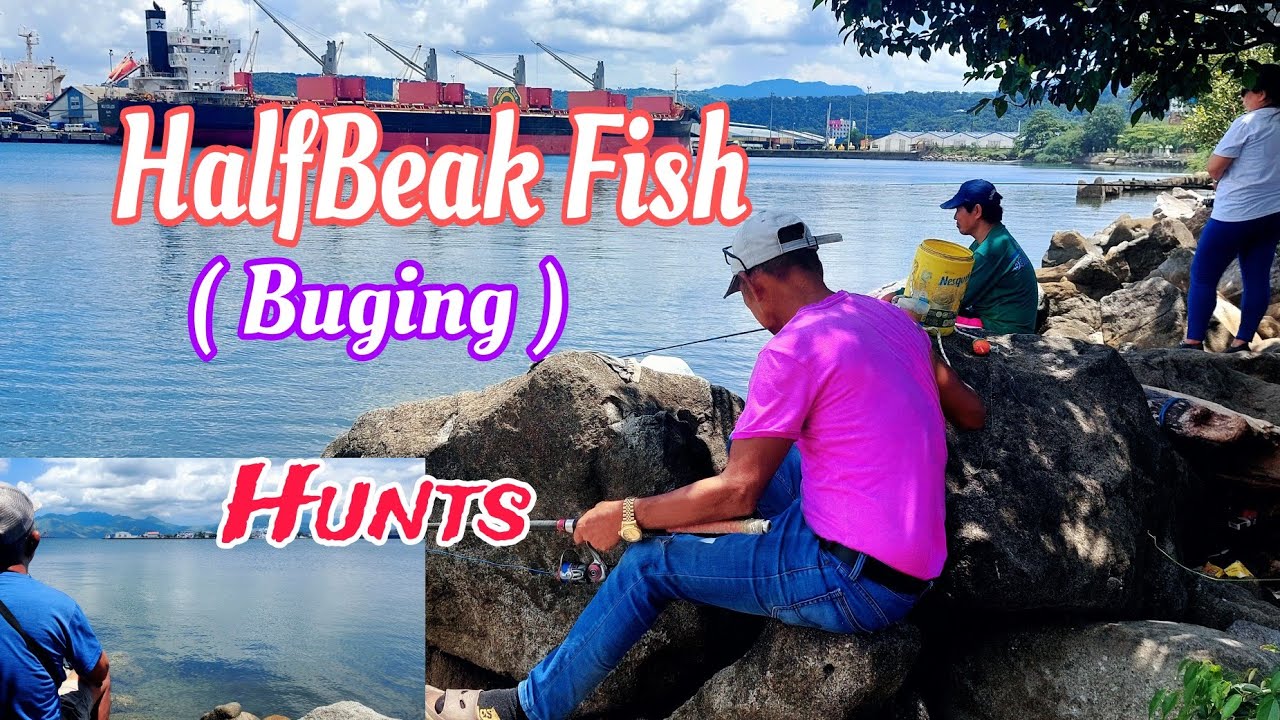 HalfBeak Fish Hunts ( Buging ) kawan anglers enjoyed.#ytviral #fishing ...