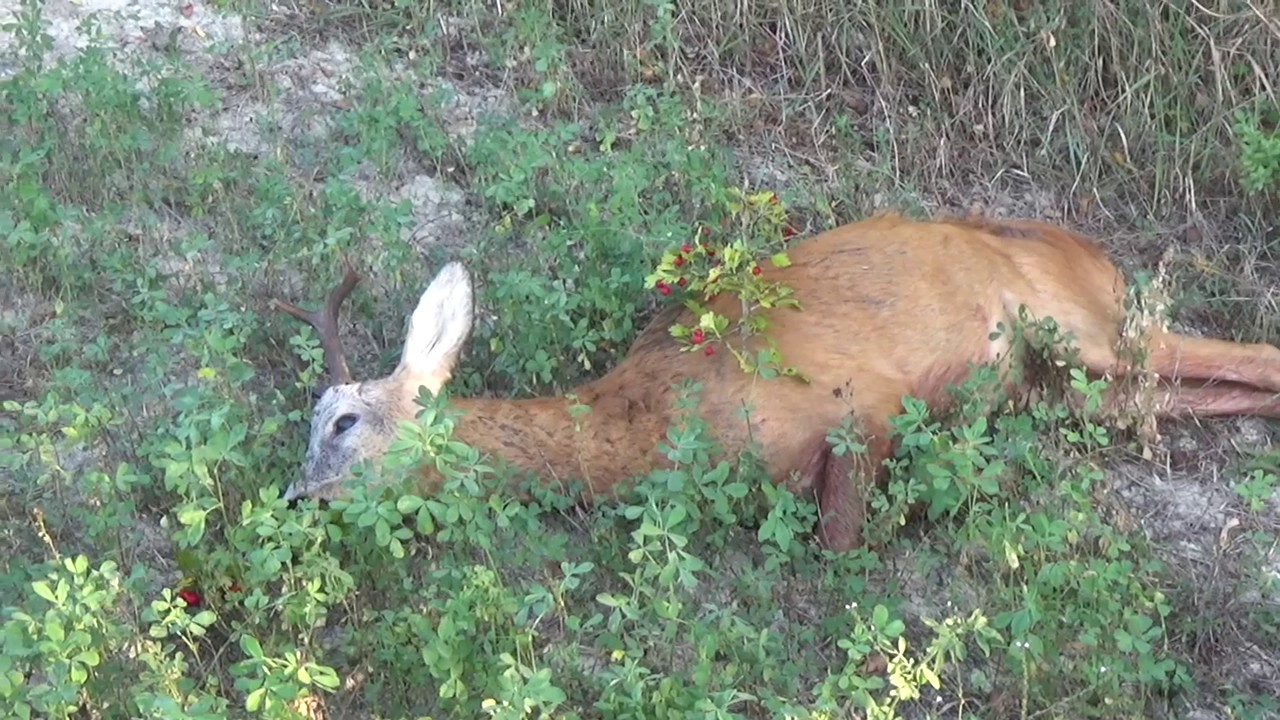 caccia al capriolo settembre 2018 ; rehjagd 2018 ; roebuck hunting ...