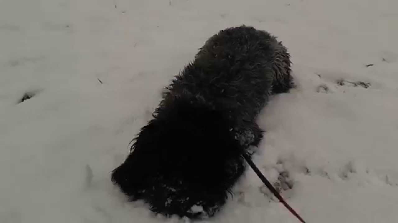 📽 cockapoo dogs playing chase in the snow - YouTube