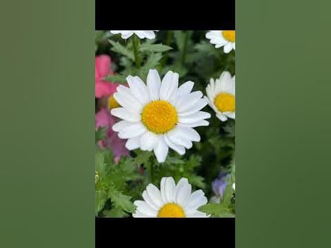 TERKINI! MUSIM BUNGA DI JEPUN - YouTube