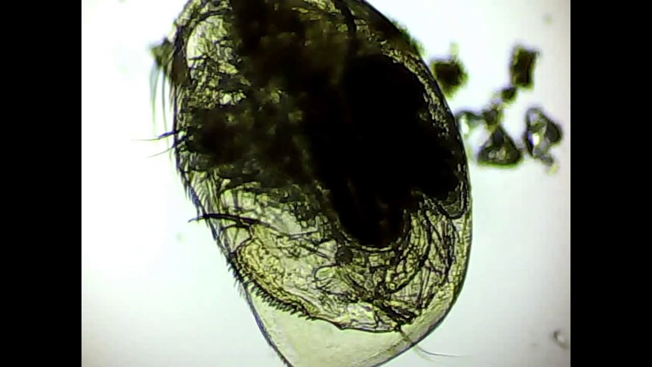 River life under a microscope - YouTube
