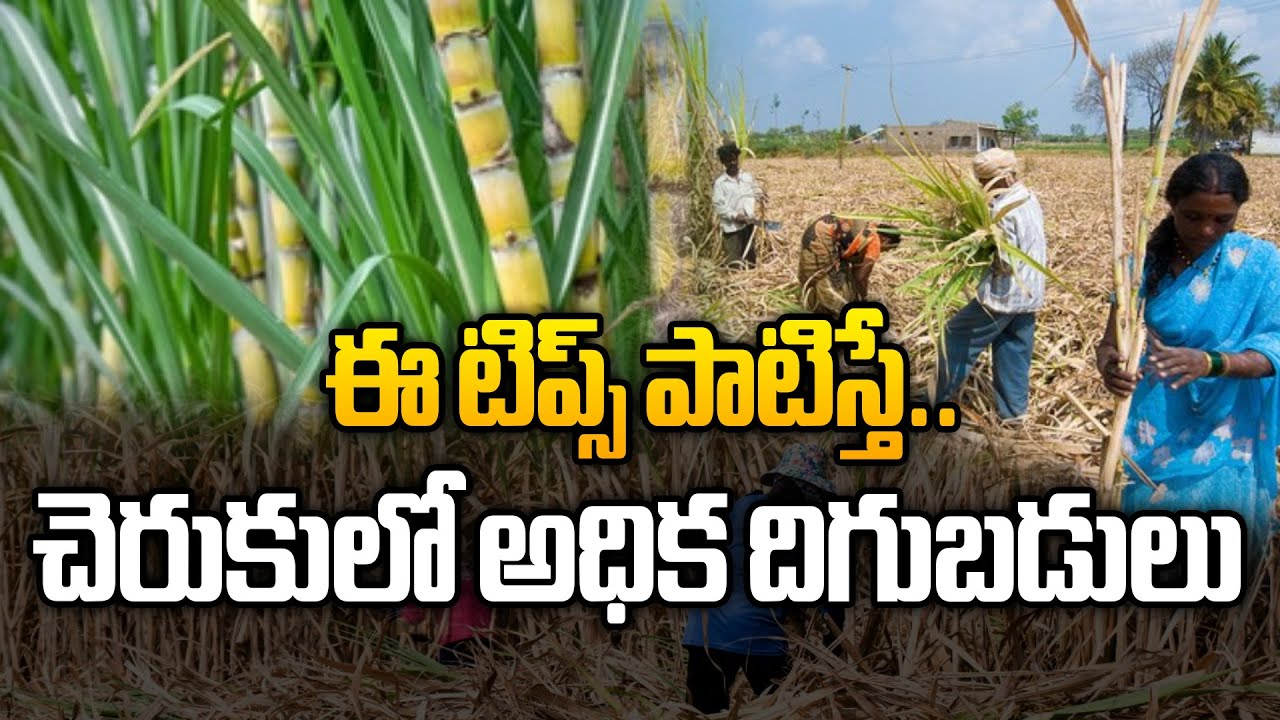 ఈ టిప్స్ పాటిస్తే..చెరుకులో అధిక దిగుబడులు | Sugarcane Farming Tips ...
