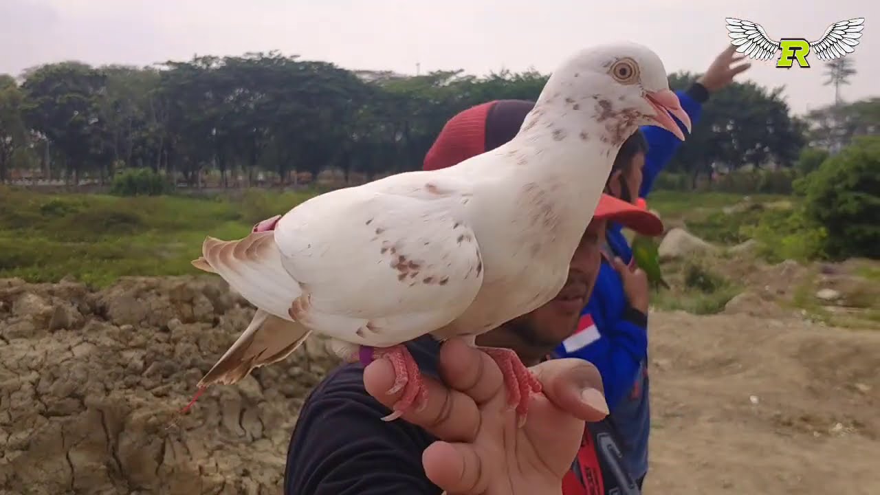 PIGEON FREE FLY | BURUNG DARA YANG BISA FREE FLY TANPA BETINA | DITAWAR ...