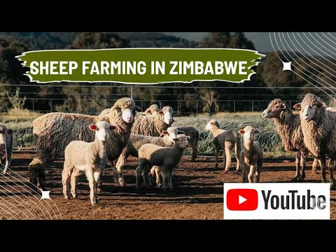 Starting a Sheep Farm in Zimbabwe Everything You Need to Know - YouTube