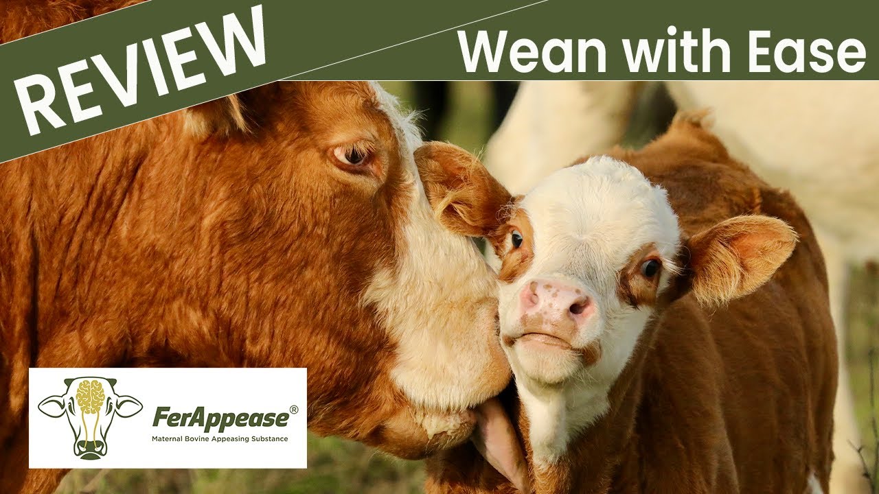 Joplin Stockyards FerAppease Review - YouTube