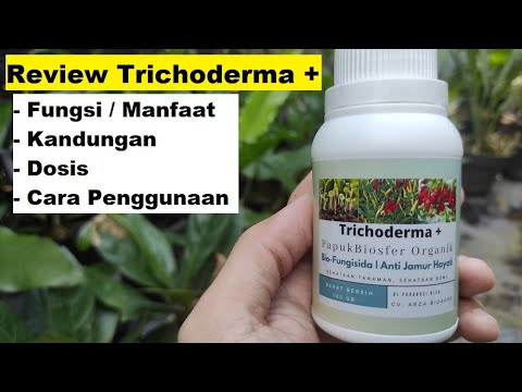 Review Bio Fungisida Trichoderma + Fungsi / Manfaat, Dosis, Cara ...