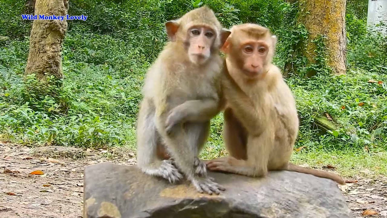 The two monkey brothers pose for a very funny photo - YouTube
