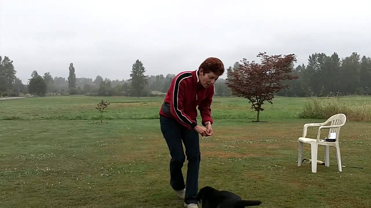 Puppy training for competition obedience - YouTube