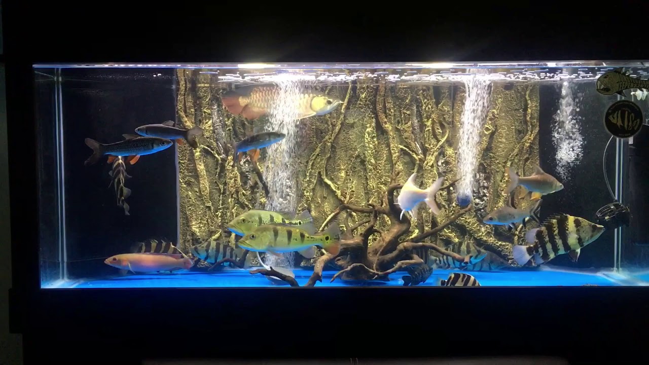 Monster fish tank (MAS) - YouTube
